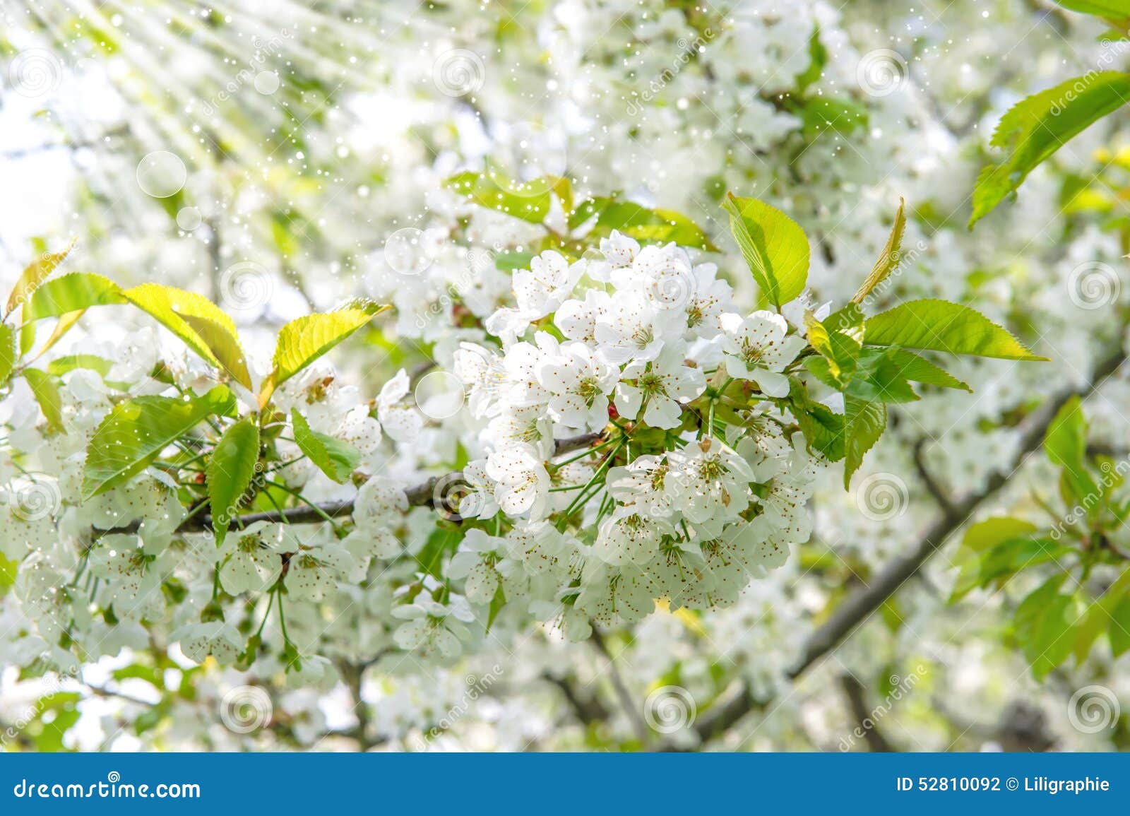 Cherry Blossoming. Spring Flowers with Sun Rays Stock Photo - Image of ...
