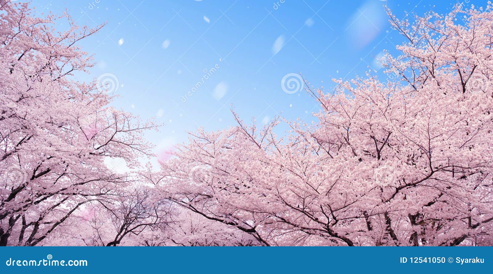 Cherry blossoms stock photo. Image of garden, happiness - 12541050