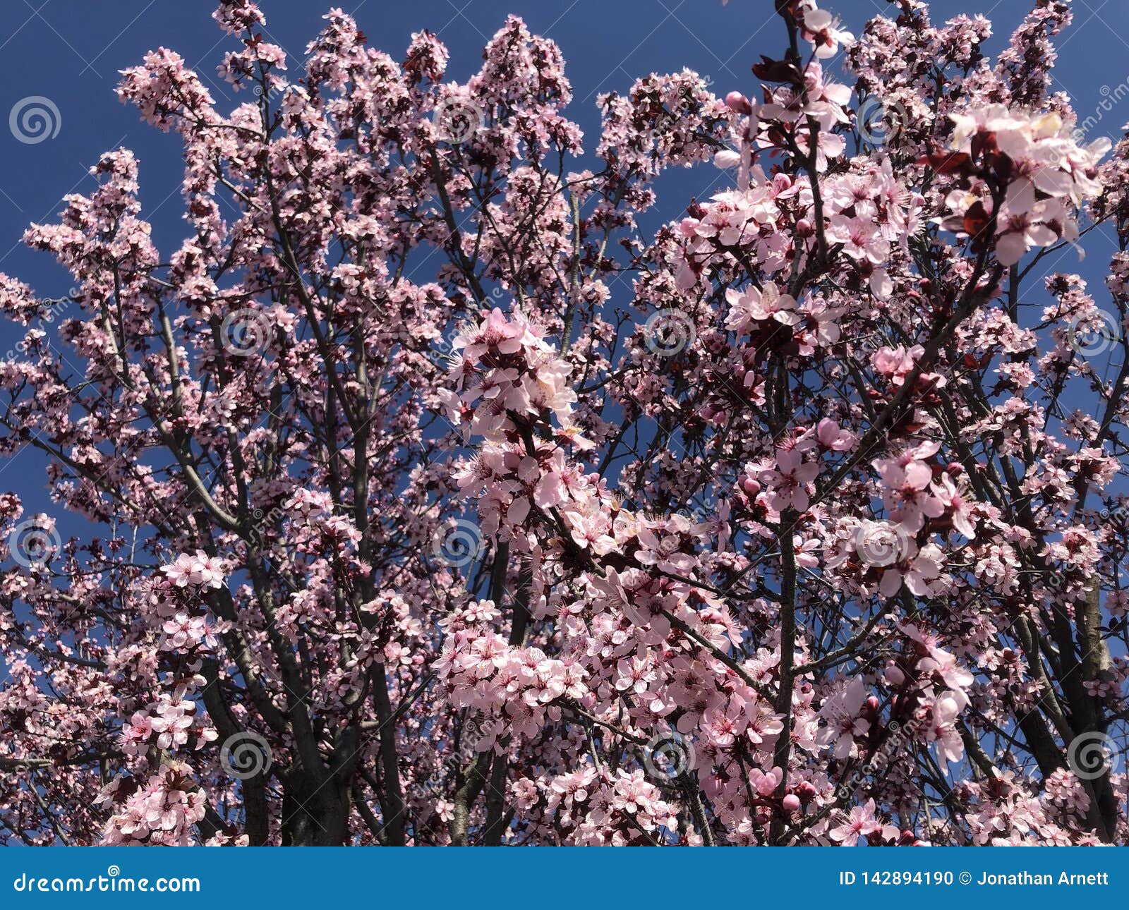 Cherry Blossoms Welcome Spring Stock Photo - Image of full, sight ...
