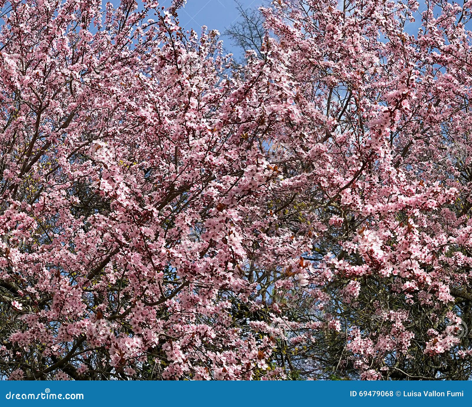 Cherry Blossoms Against Blue Sky, HD Seamless Horizontal Texture Stock ...