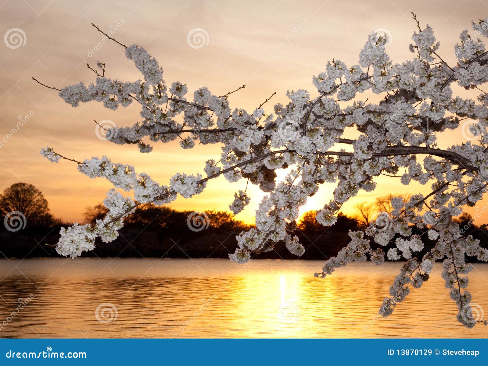 Cherry Blossoms Against Sunset Stock Image - Image of national, cherry ...