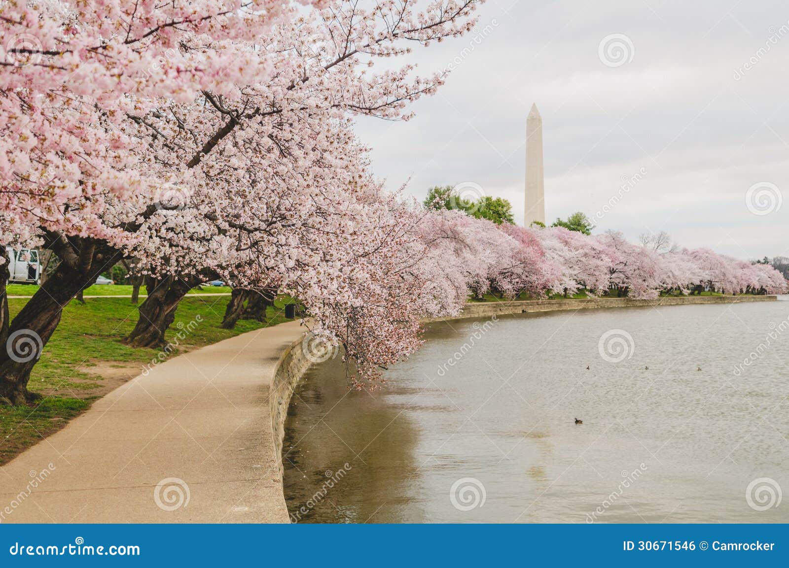 Cherry Blossoms Along the Tidal Basin Stock Photo - Image of horizontal ...