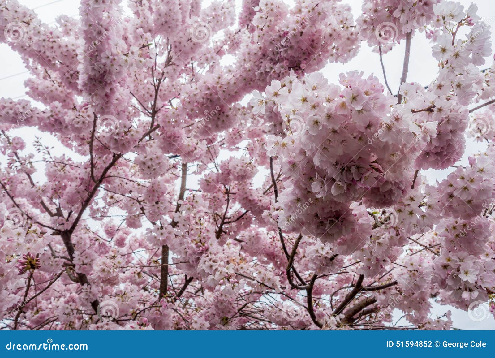 Cherry Blossoms 2 - Background Stock Photo - Image of closeup, blooms ...