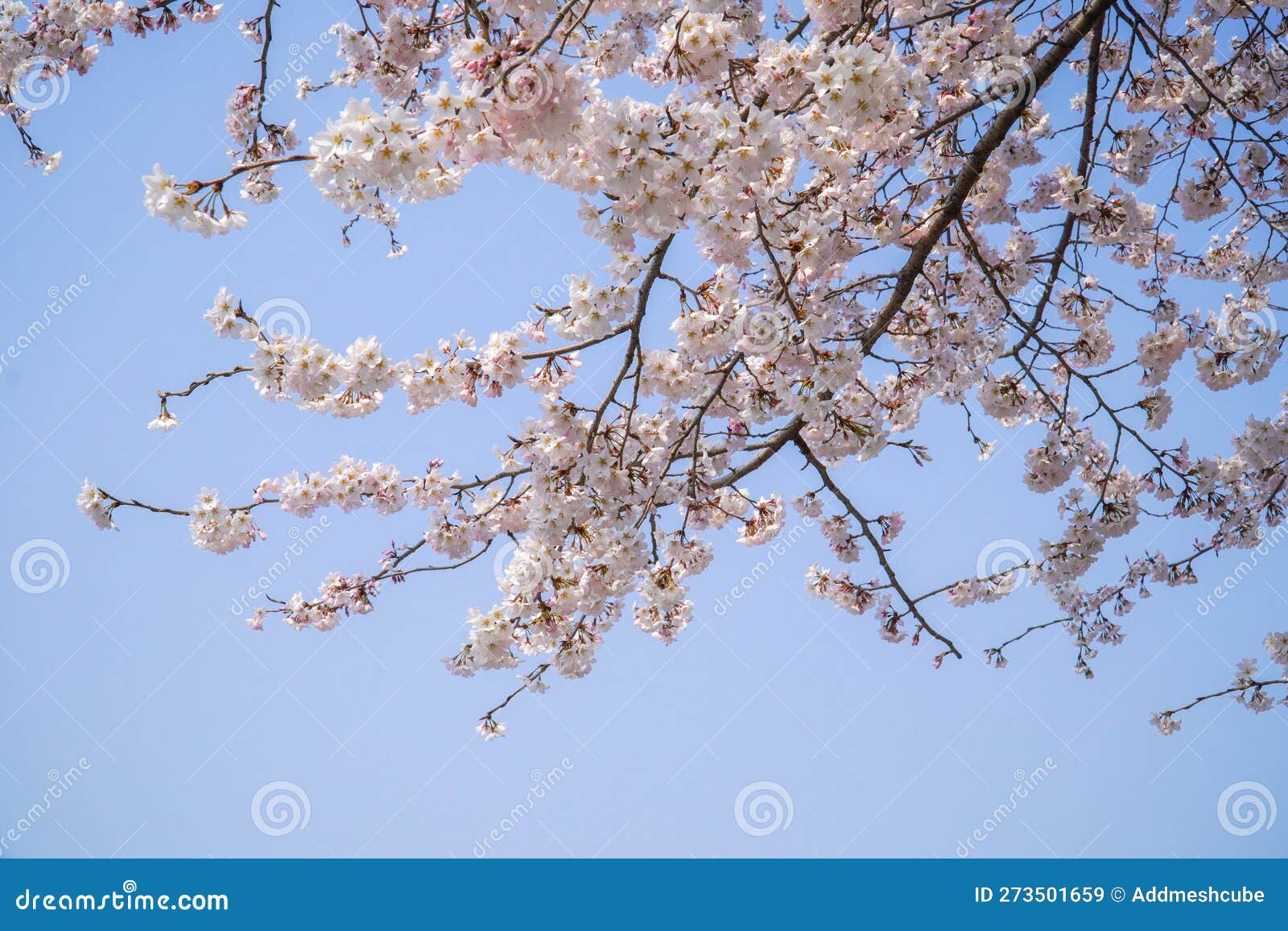 Cherry Blossoms at the Beginning of Spring Season. Stock Image - Image ...