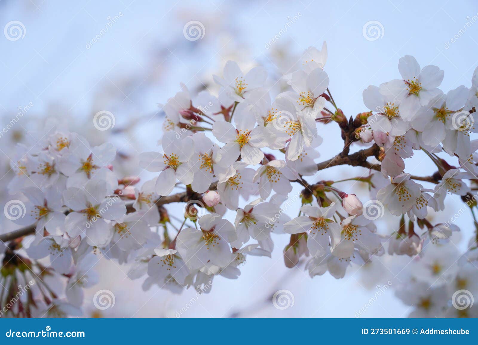 Cherry Blossoms at the Beginning of Spring Season. Stock Image - Image ...