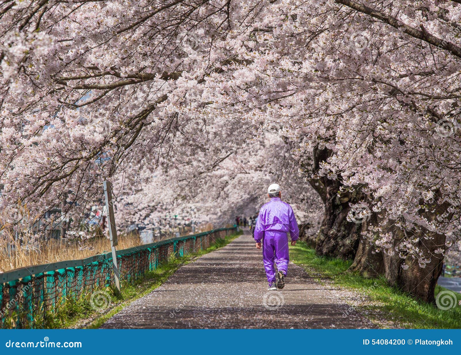 Cherry Blossoms Bloom Path, Japan Editorial Image - Image of sendai ...