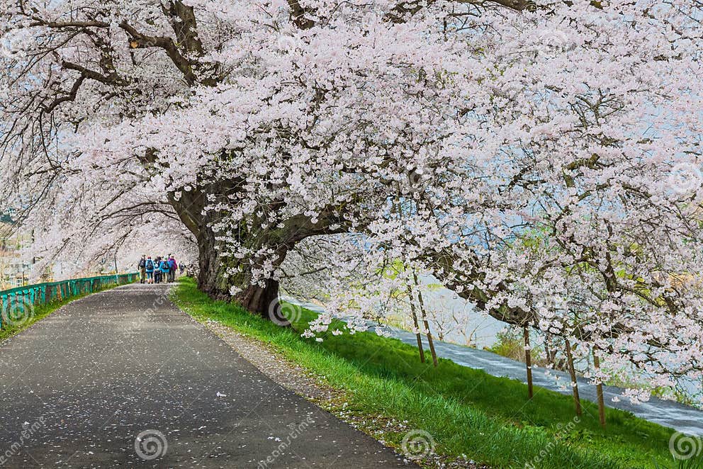 Cherry Blossoms Bloom Path,Sendai, Japan Editorial Stock Image - Image ...
