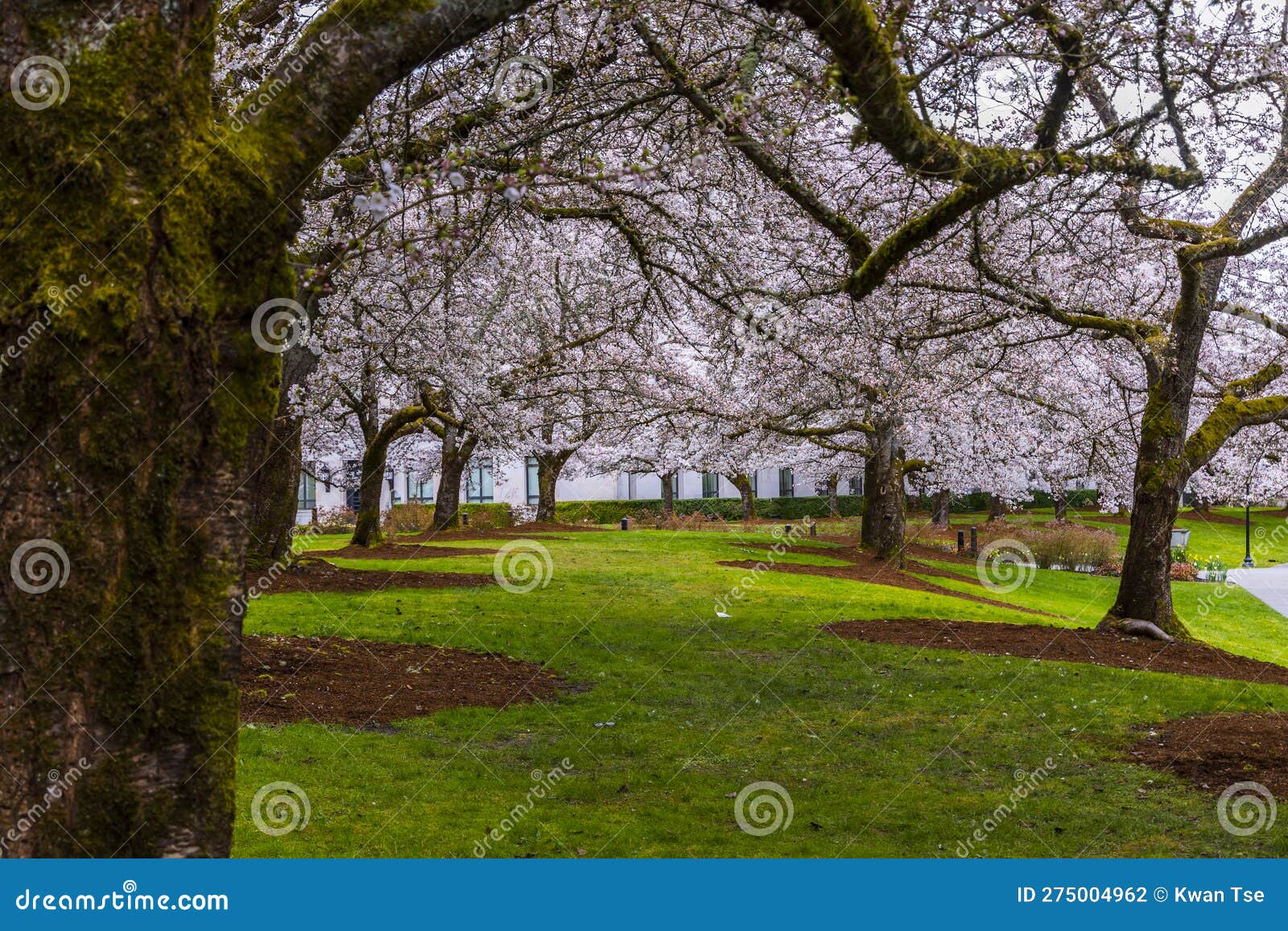 Cherry Blossoms Blooming in Spring. Stock Photo - Image of blooming ...