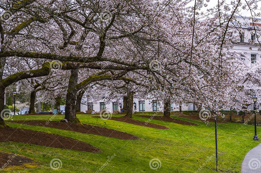 Cherry Blossoms Blooming in Spring. Stock Image - Image of seattle ...