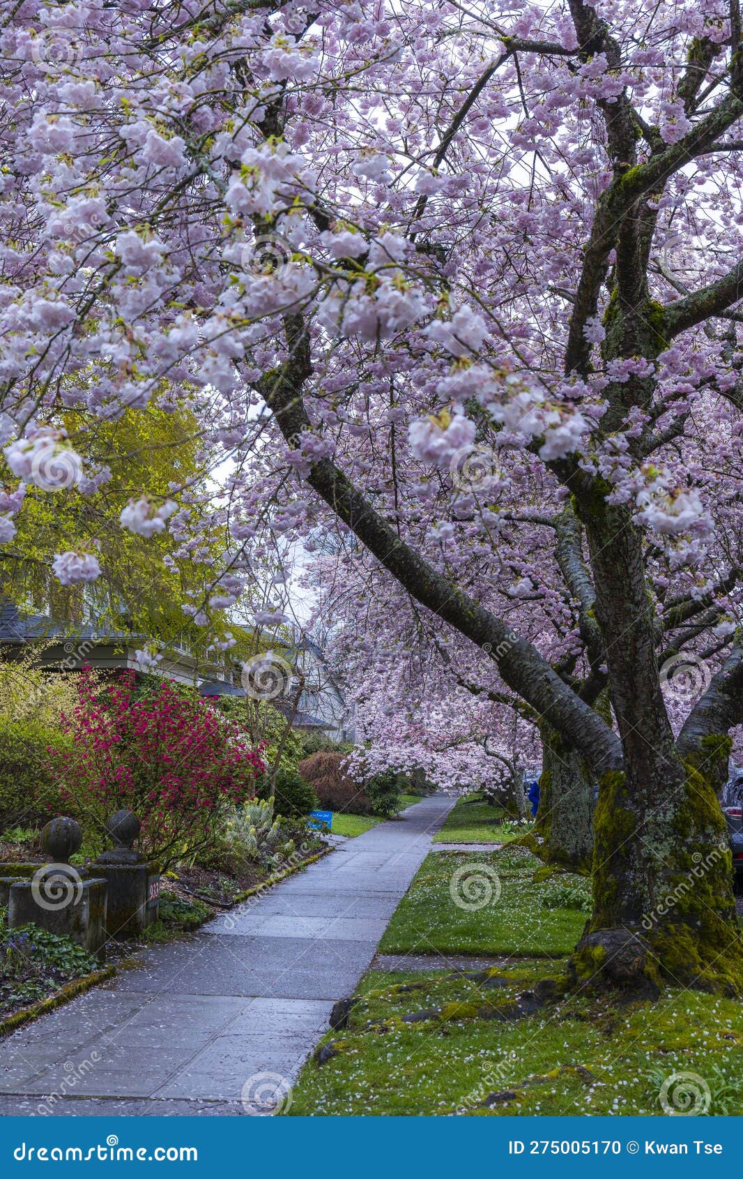 Cherry Blossoms Blooming in Spring. Stock Photo - Image of washington ...
