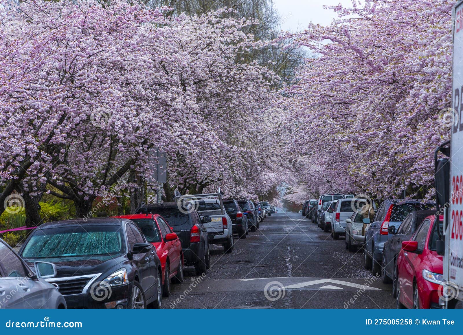 Cherry Blossoms Blooming in Spring. Stock Photo - Image of petal ...