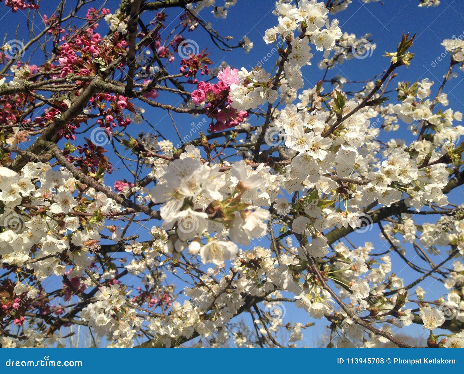 Blossoms Bloom in April Spring Time. Stock Photo - Image of blooming ...
