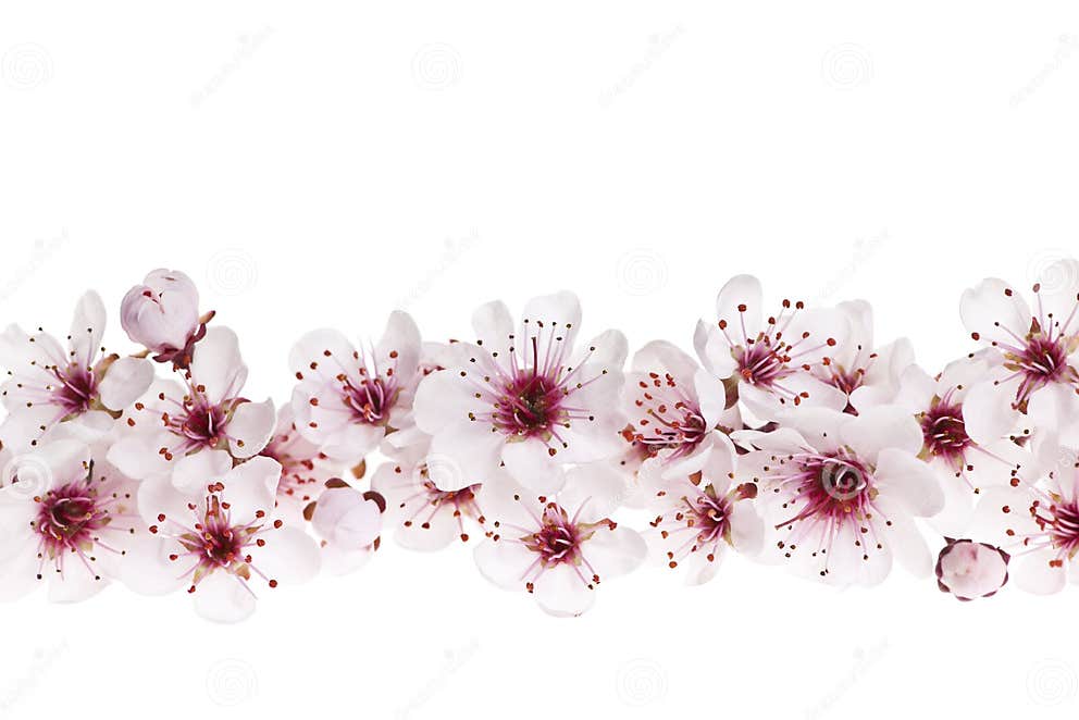 Cherry blossoms border stock photo. Image of nature, detail - 24721184