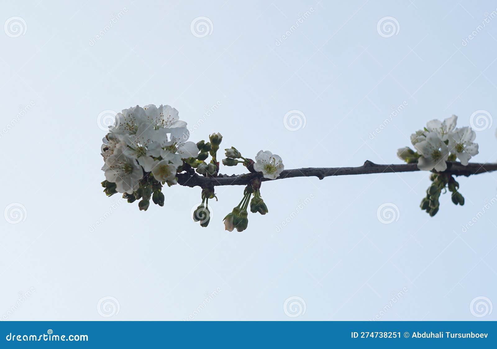 Cherry Blossoms on the Branch Stock Image - Image of petal, soft: 274738251