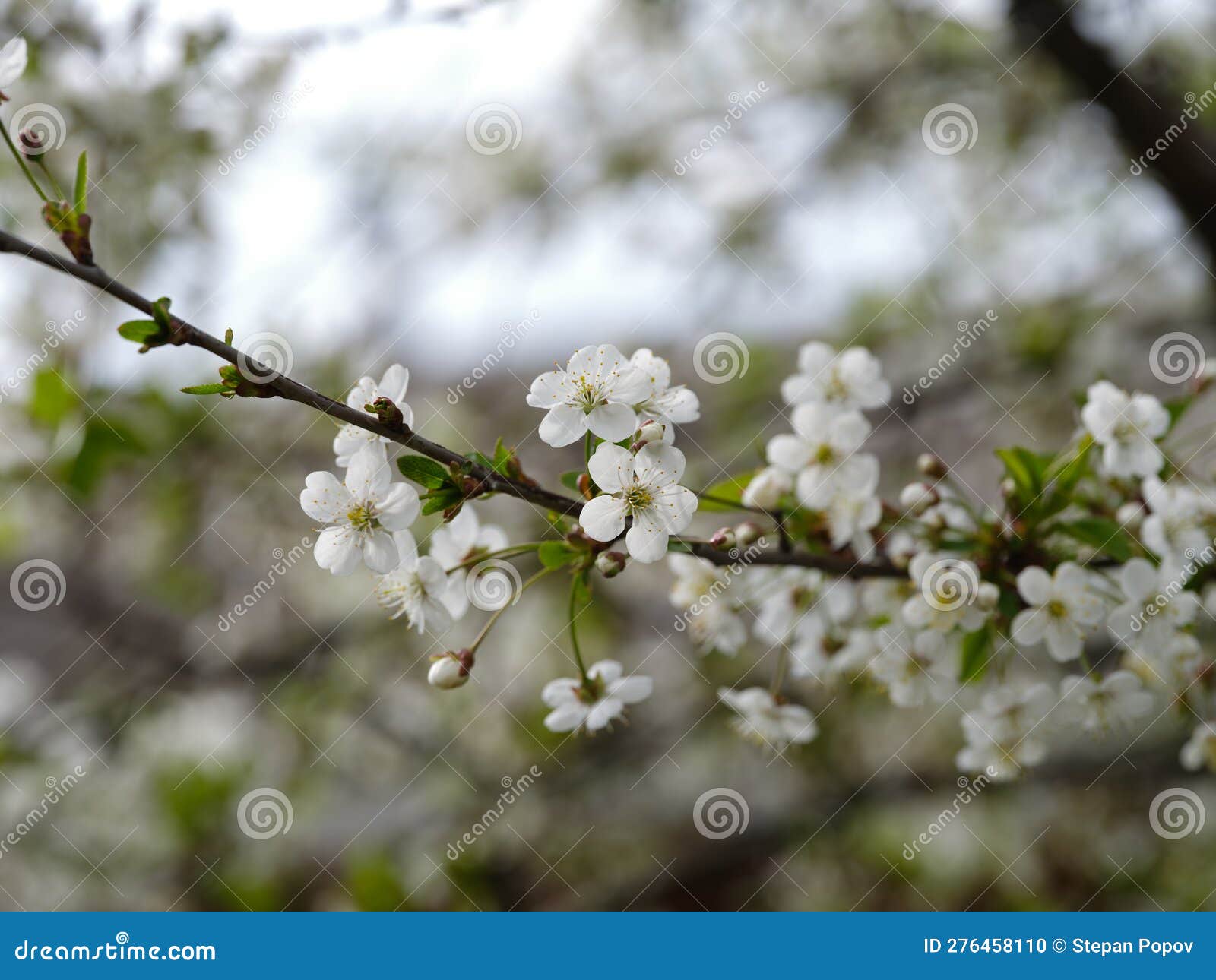 Cherry Blossoms on a Branch of a Cherry Tree Stock Photo - Image of ...