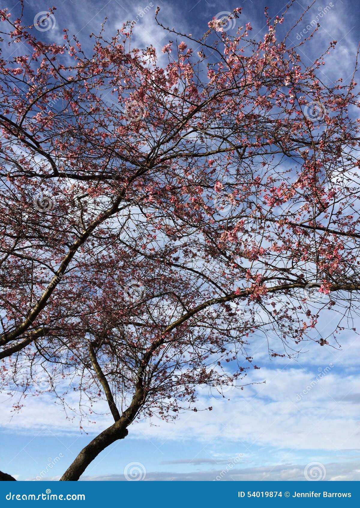 Cherry Blossoms Budding stock photo. Image of cherry - 54019874