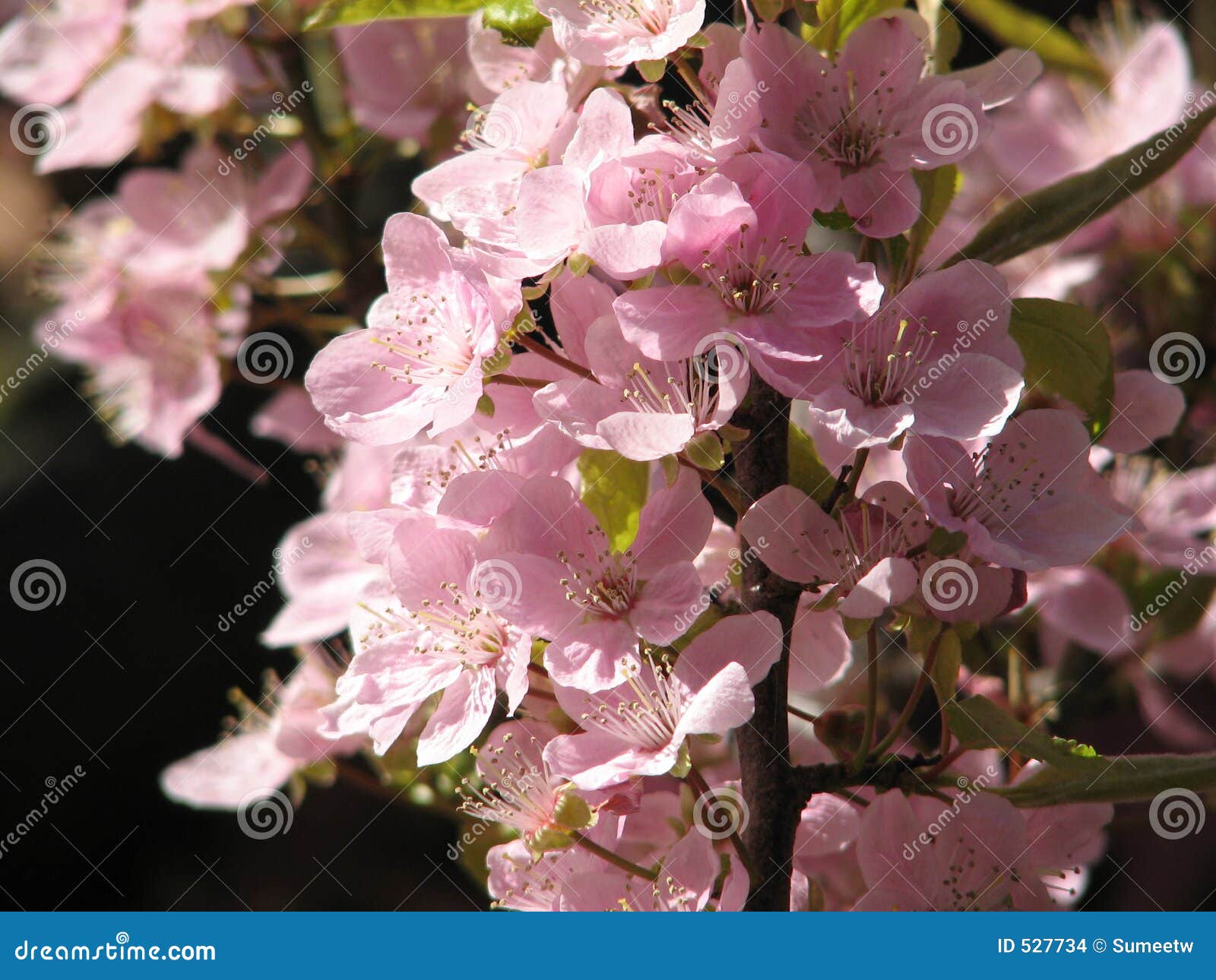 Cherry blossoms in Canada stock photo. Image of close, april - 527734
