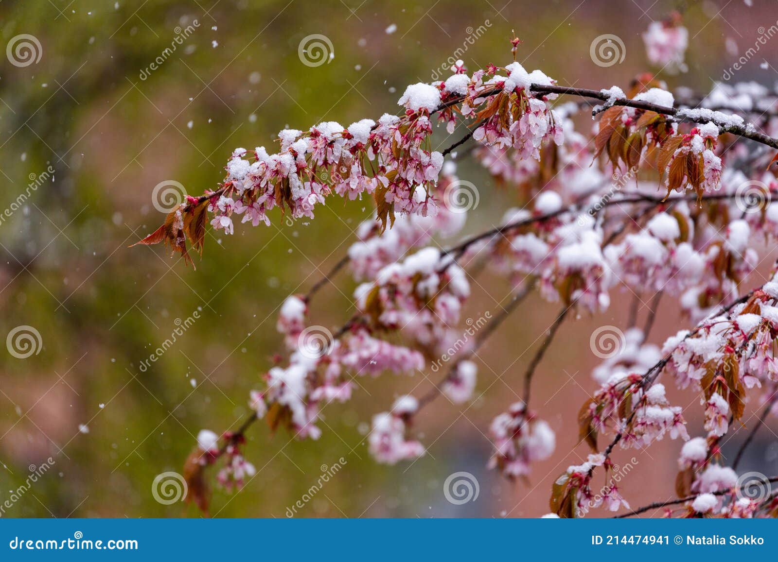 Cherry Blossoms and Falling Snow Stock Image - Image of bokeh ...
