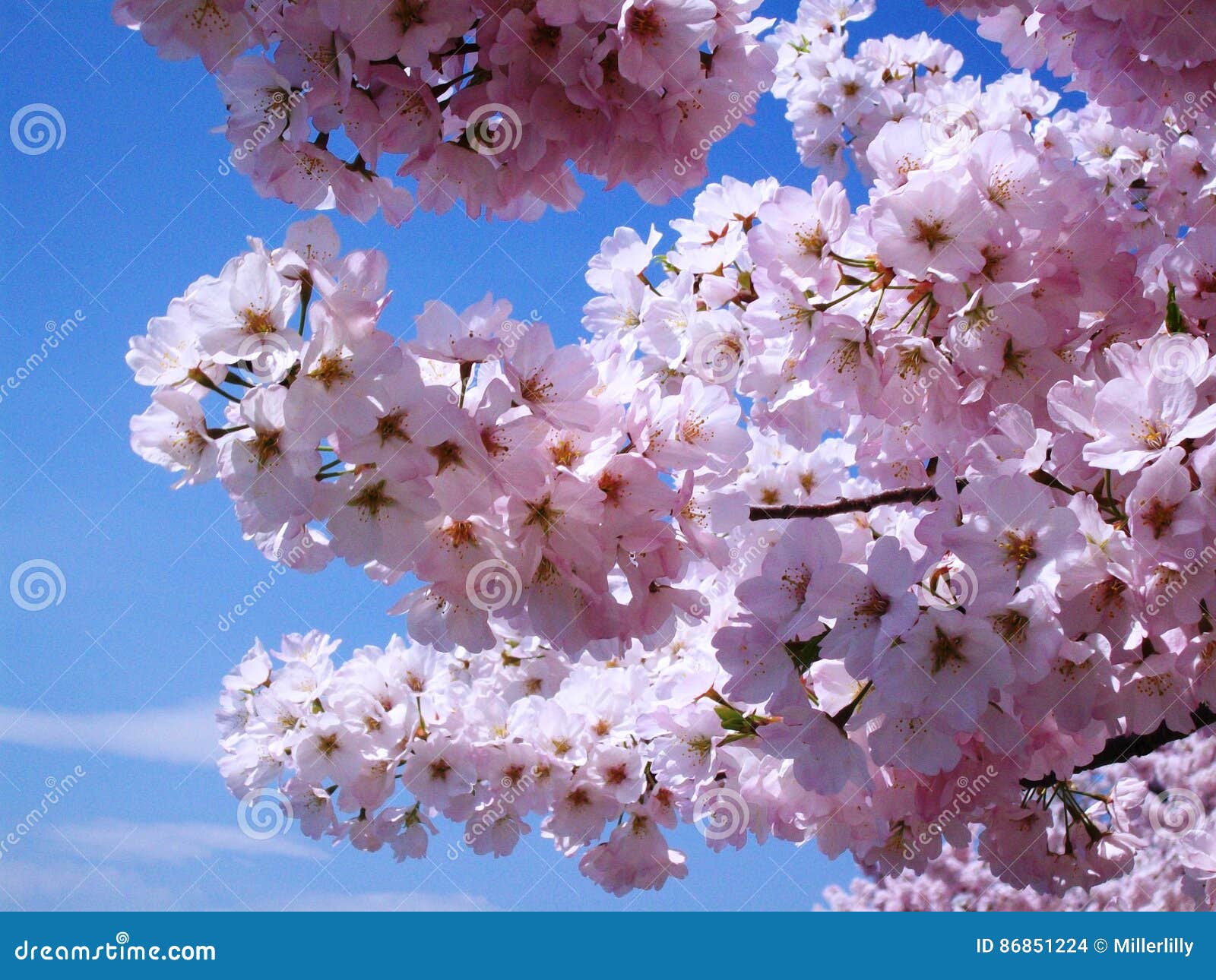 Cherry Blossoms Flowers foto de stock. Imagem de ensolarado - 86851224