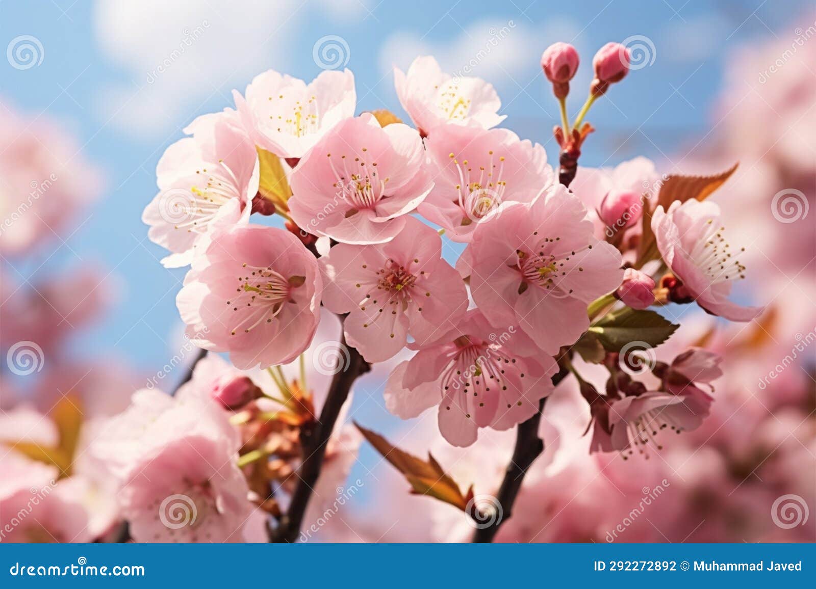 Cherry Blossoms in Full Bloom Against a Springtime Sky Backdrop Stock ...