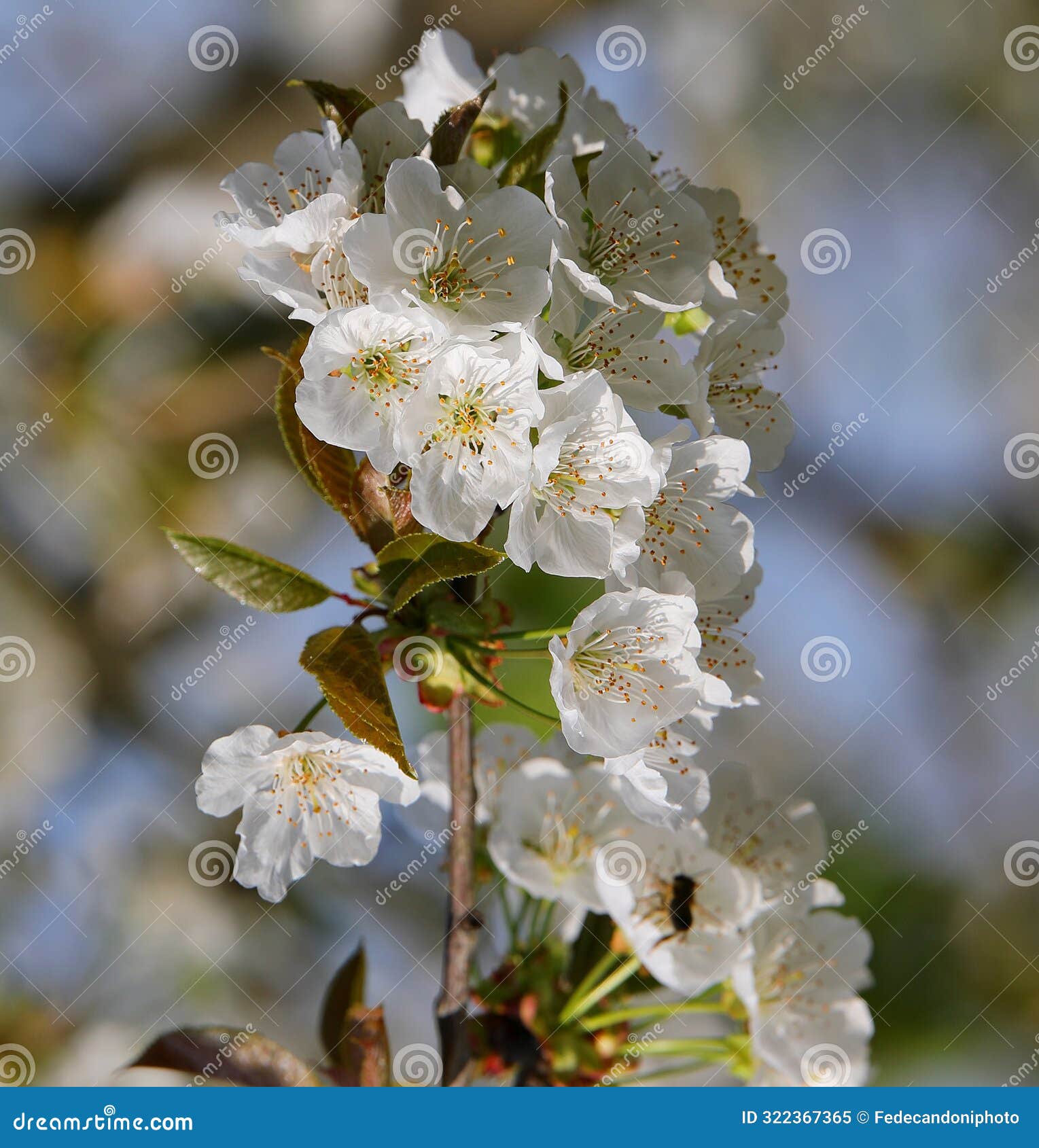 Cherry Blossoms in Full Bloom a Typical Sight in Japan Stock Image ...