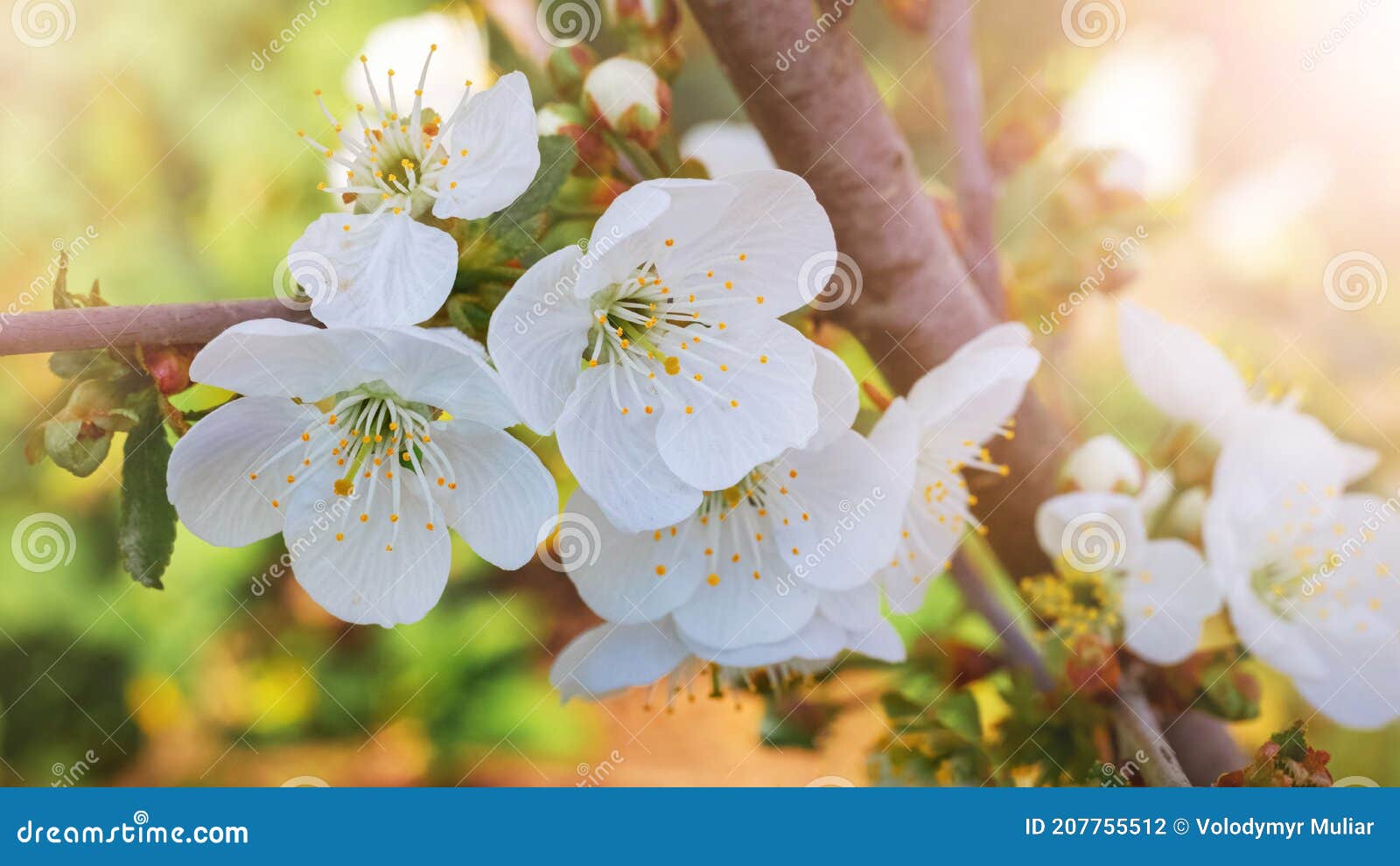 Cherry Blossoms, Cherry Blossoms in the Garden on a Golden Sunny ...