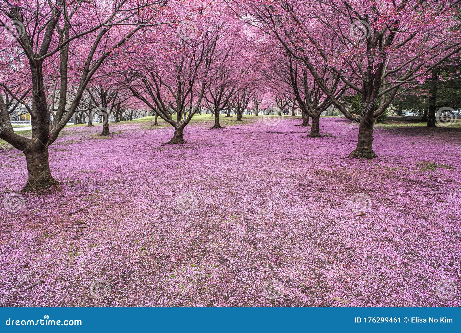 Pink Land during the Spring Stock Image - Image of cherry, nature ...