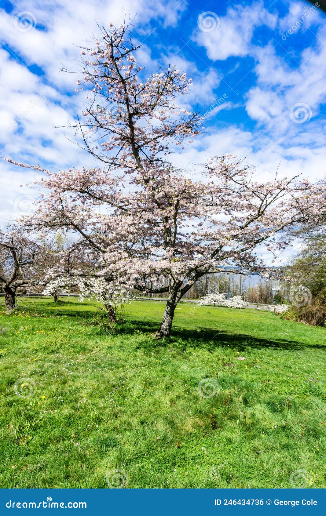 Cherry Blossoms on Hill 3 stock photo. Image of nature - 246434736