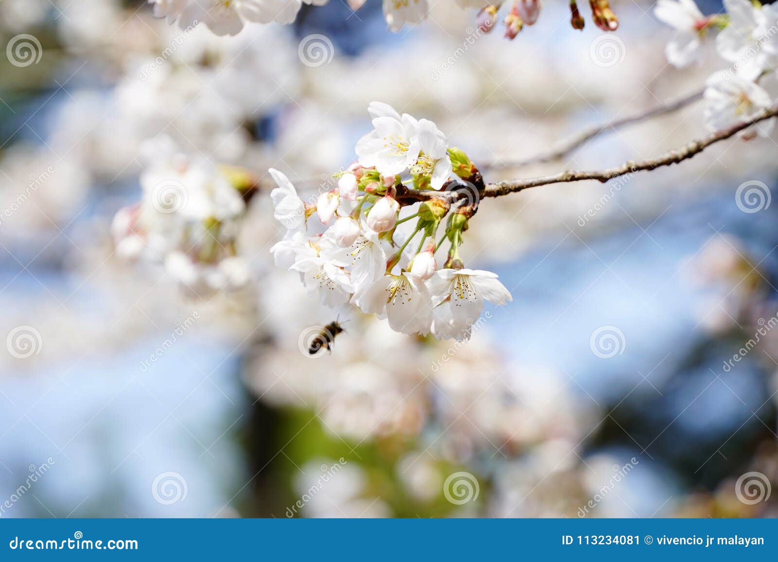 Busy bee on spring stock image. Image of cherry, blossoms - 113234081