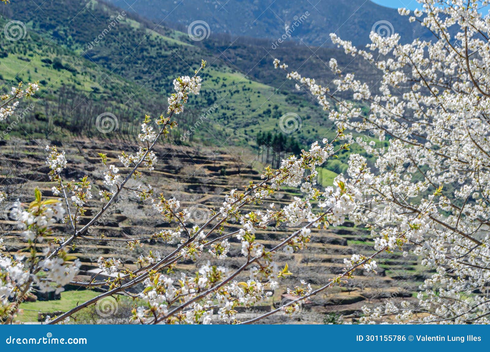 Cherry Blossoms in the Jerte Valley, Spain Stock Photo - Image of ...