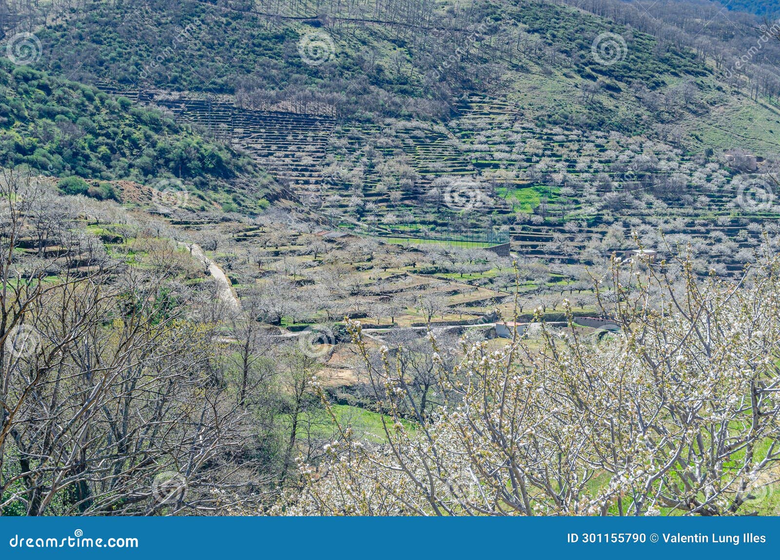 Cherry Blossoms in the Jerte Valley, Spain Stock Photo - Image of ...