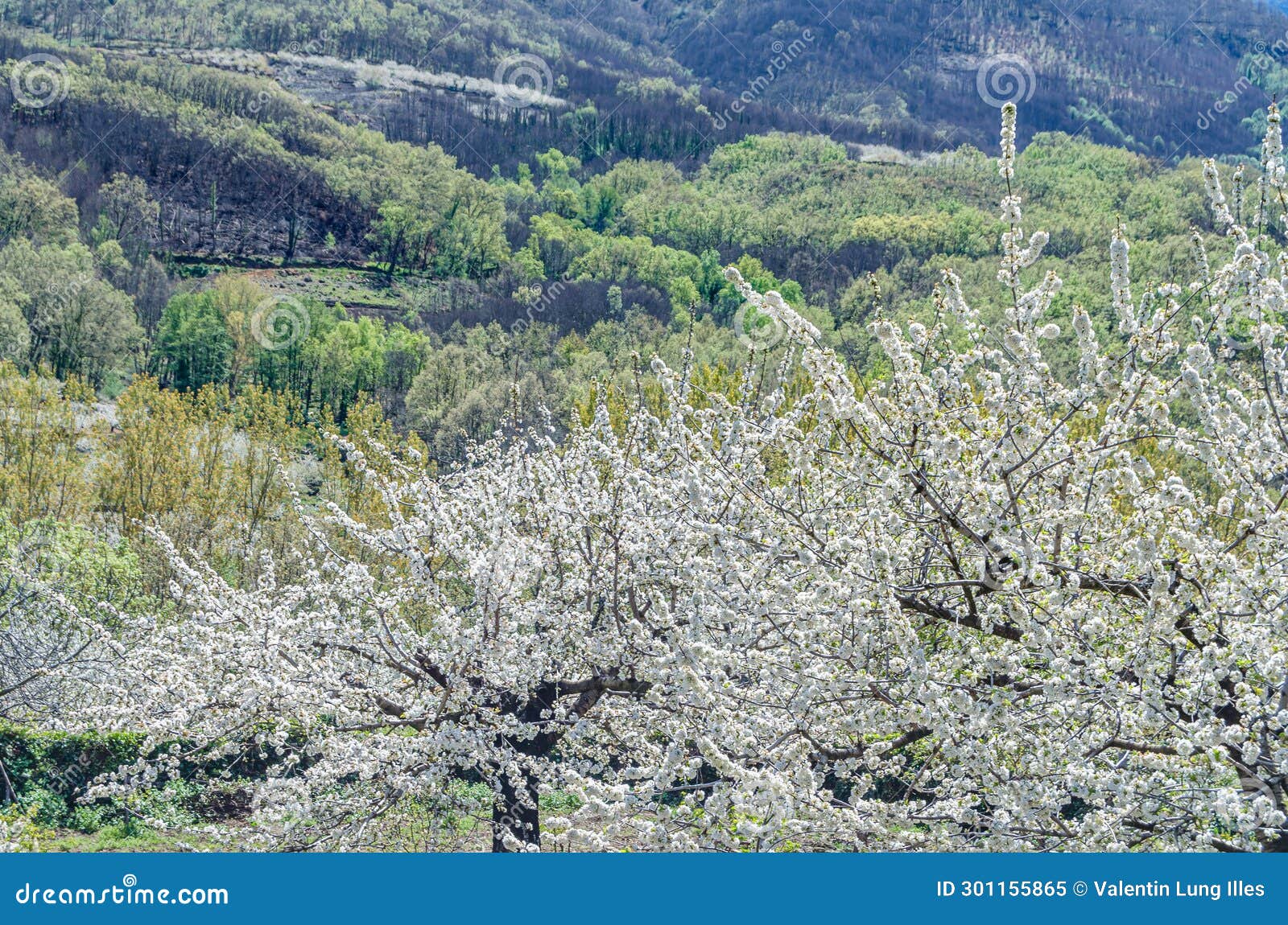Cherry Blossoms in the Jerte Valley, Spain Stock Image - Image of bloom ...