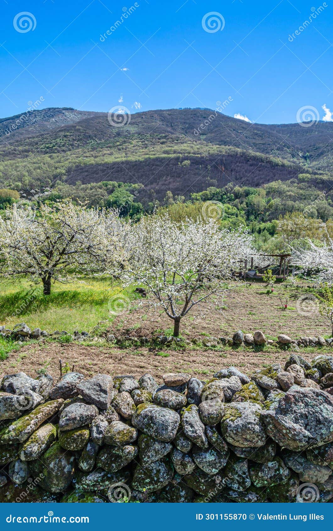Cherry Blossoms in the Jerte Valley, Spain Stock Photo - Image of ...