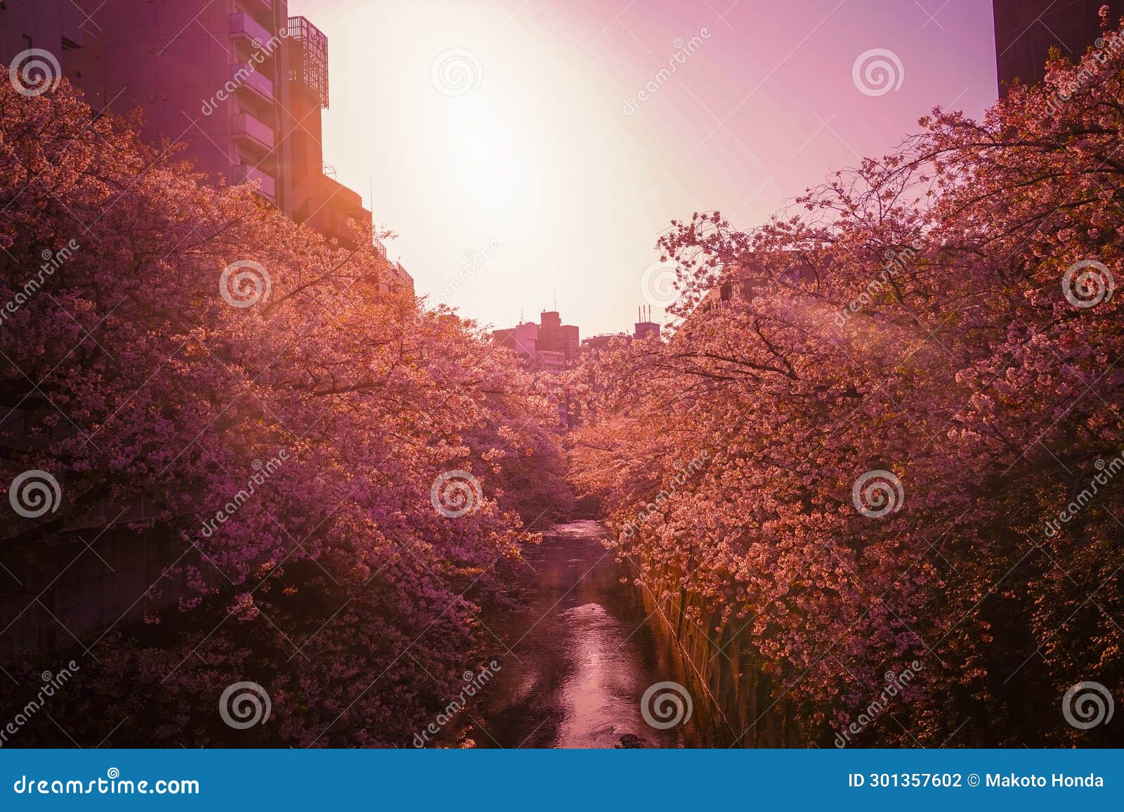 Cherry Blossoms in Kanda River and Dusk Stock Photo - Image of water ...