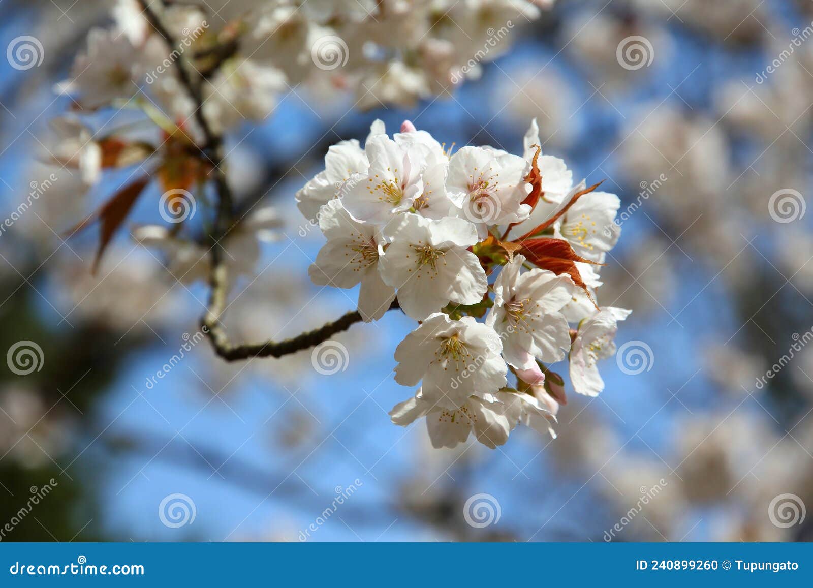 Cherry Blossoms in Kyoto Spring Stock Photo - Image of garden, asia ...