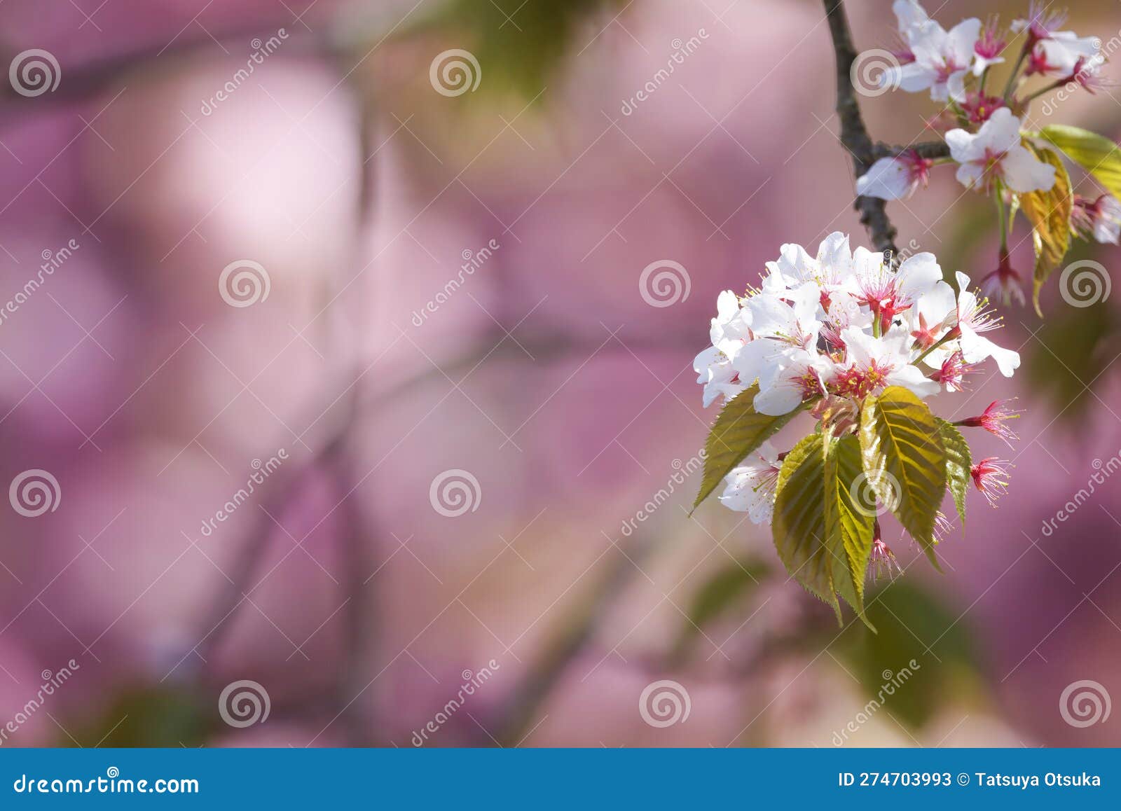 Cherry Blossoms with Leaves on Pink Double Cherry Blossom Background ...