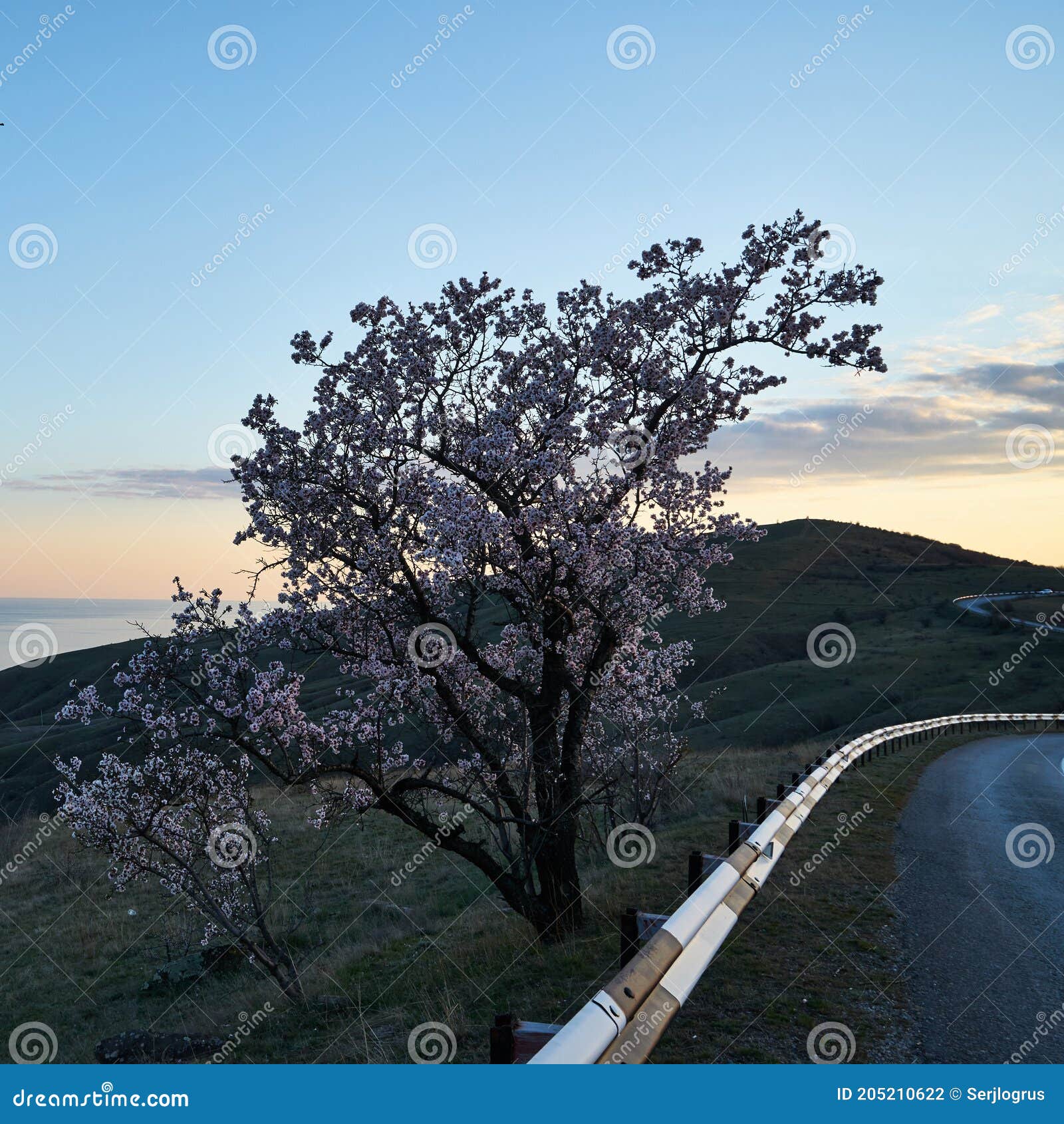 Cherry Blossoms Near the Highway Stock Photo - Image of prime, cloud ...