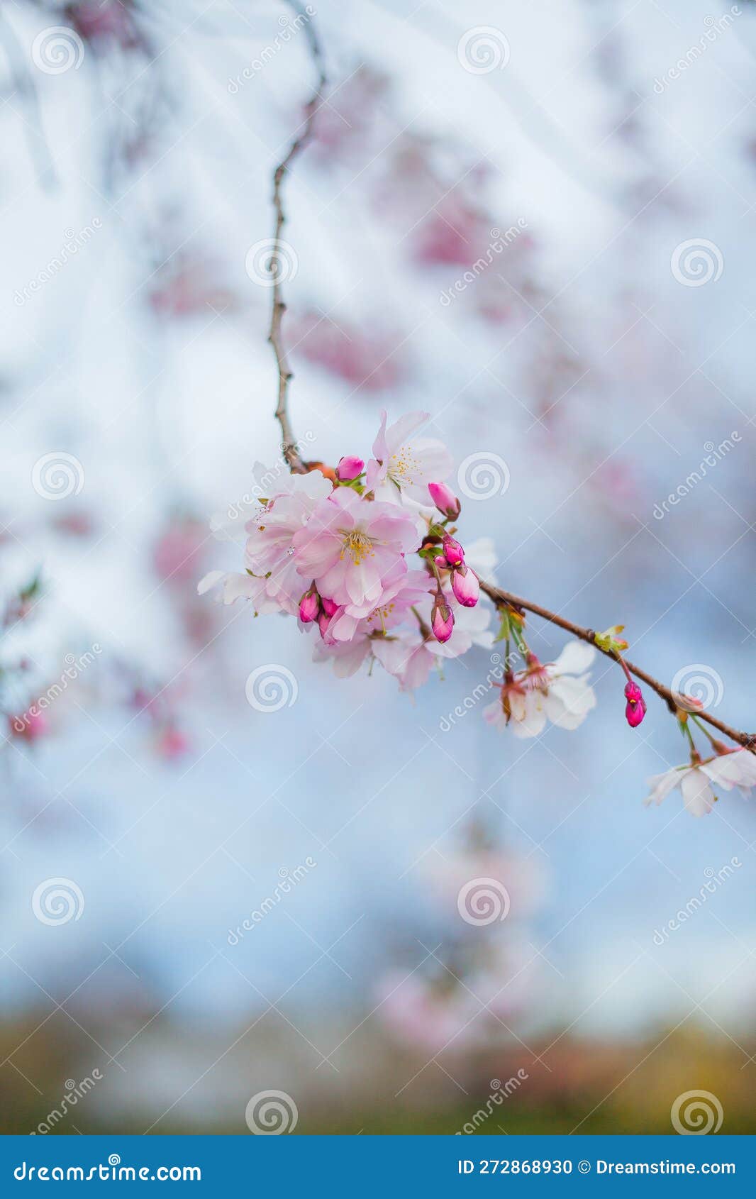 Cherry Blossoms. Park with Pink Flowers on the Trees. Spring Stock ...