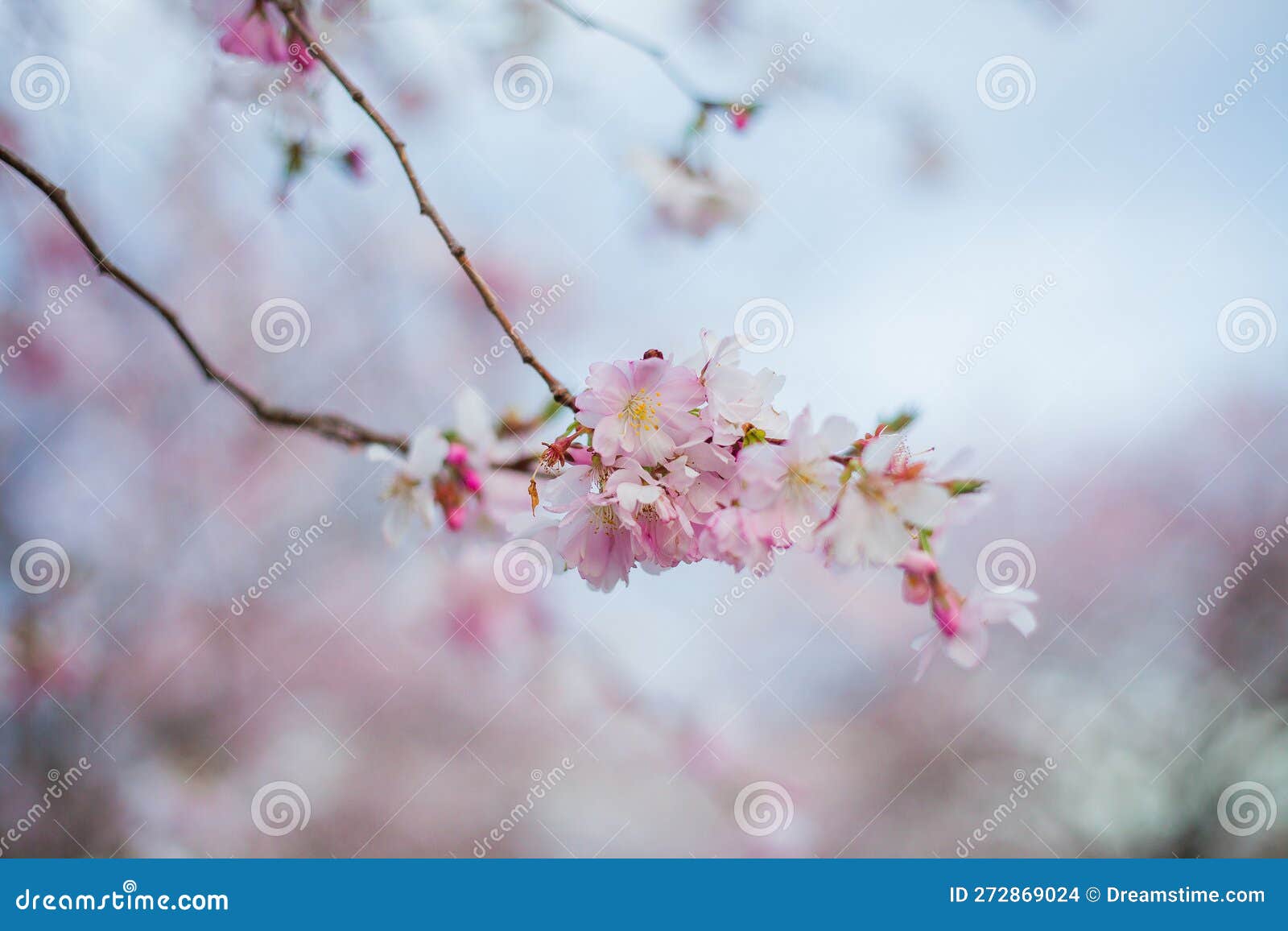 Cherry Blossoms. Park with Pink Flowers on the Trees. Spring Stock ...
