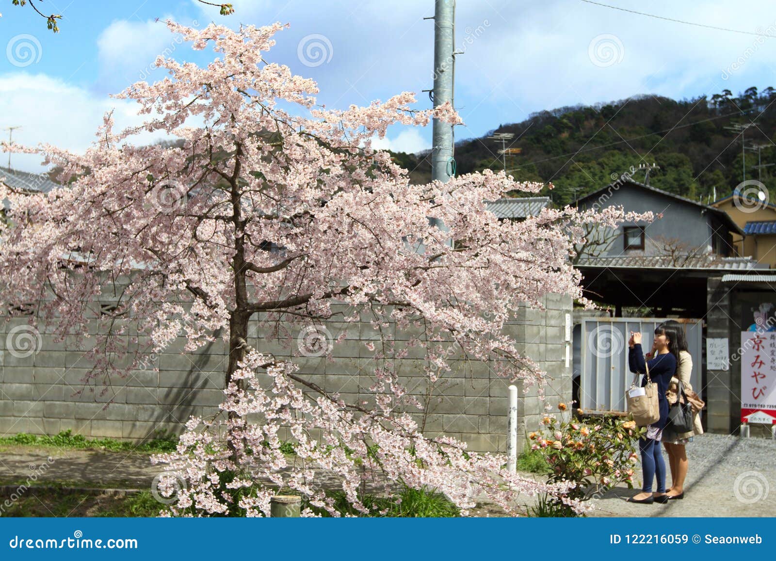 A Cherry Blossoms on Philosopher Path Kyoto Editorial Stock Image ...