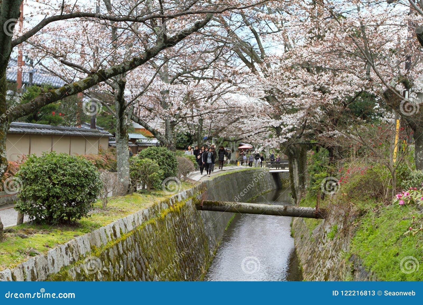 The Cherry Blossoms on Philosopher Path Kyoto Editorial Stock Photo ...