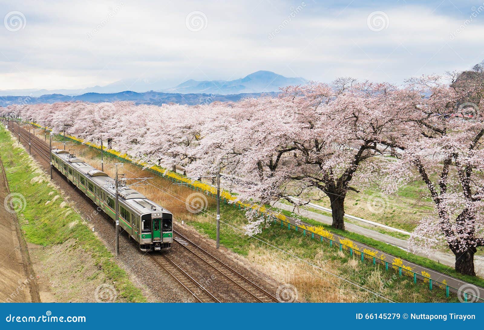 Cherry Blossoms or Sakura and Local Train Stock Image - Image of ...