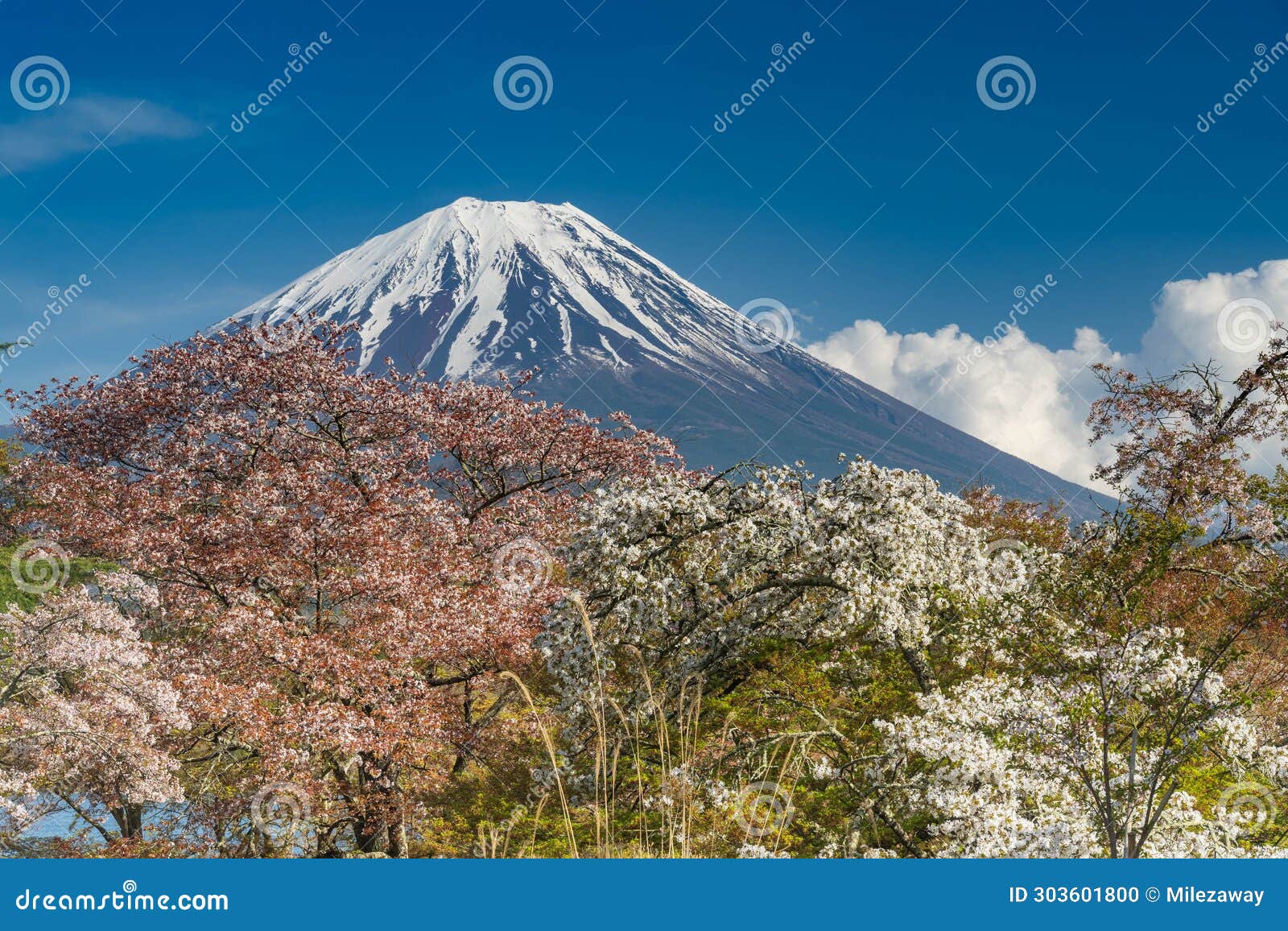 Cherry Blossoms (Sakura) with Mount Fuji in Background in Spring Stock ...