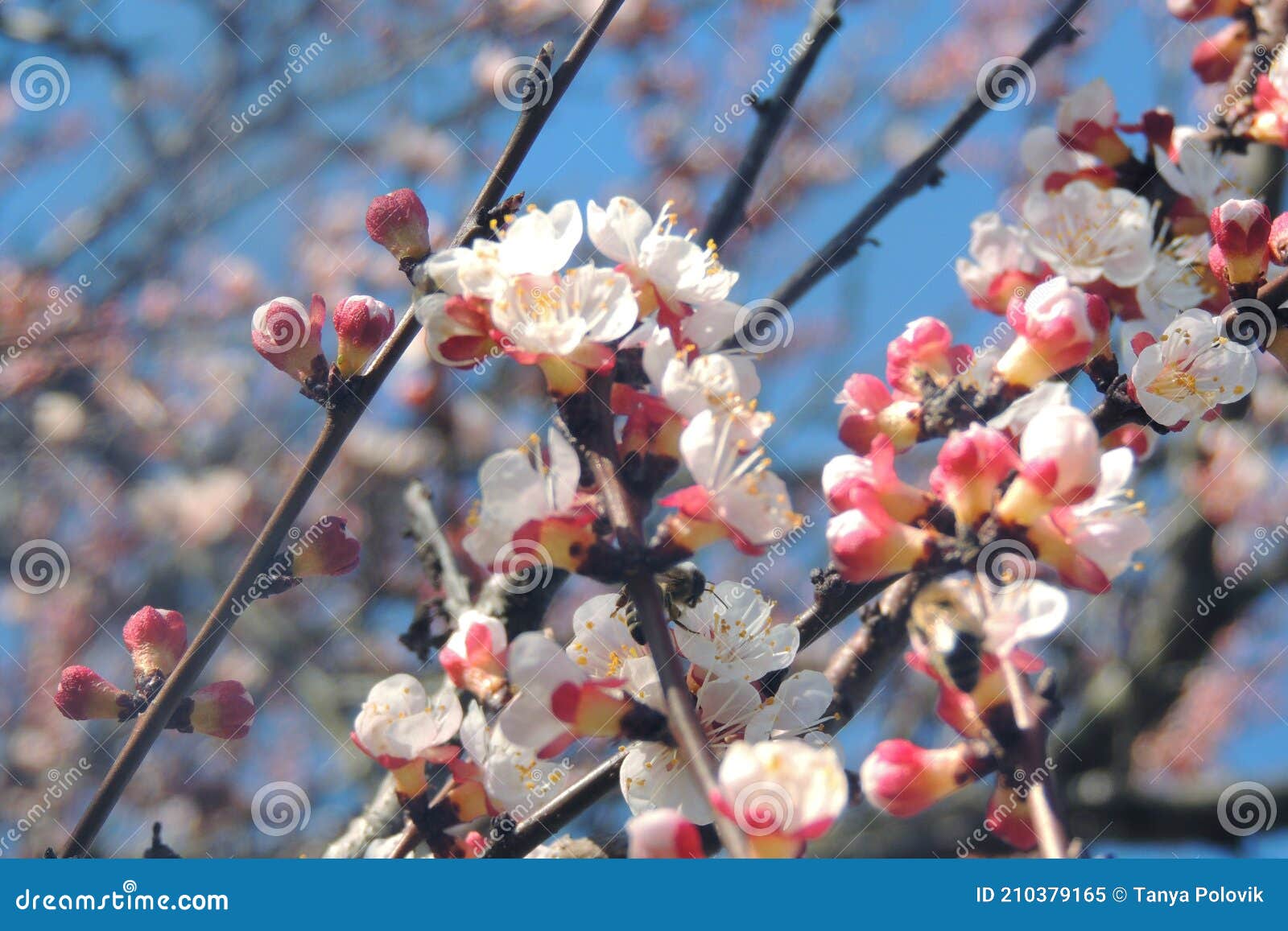Cherry Blossoms, Spring Awakening Stock Image - Image of april, park ...