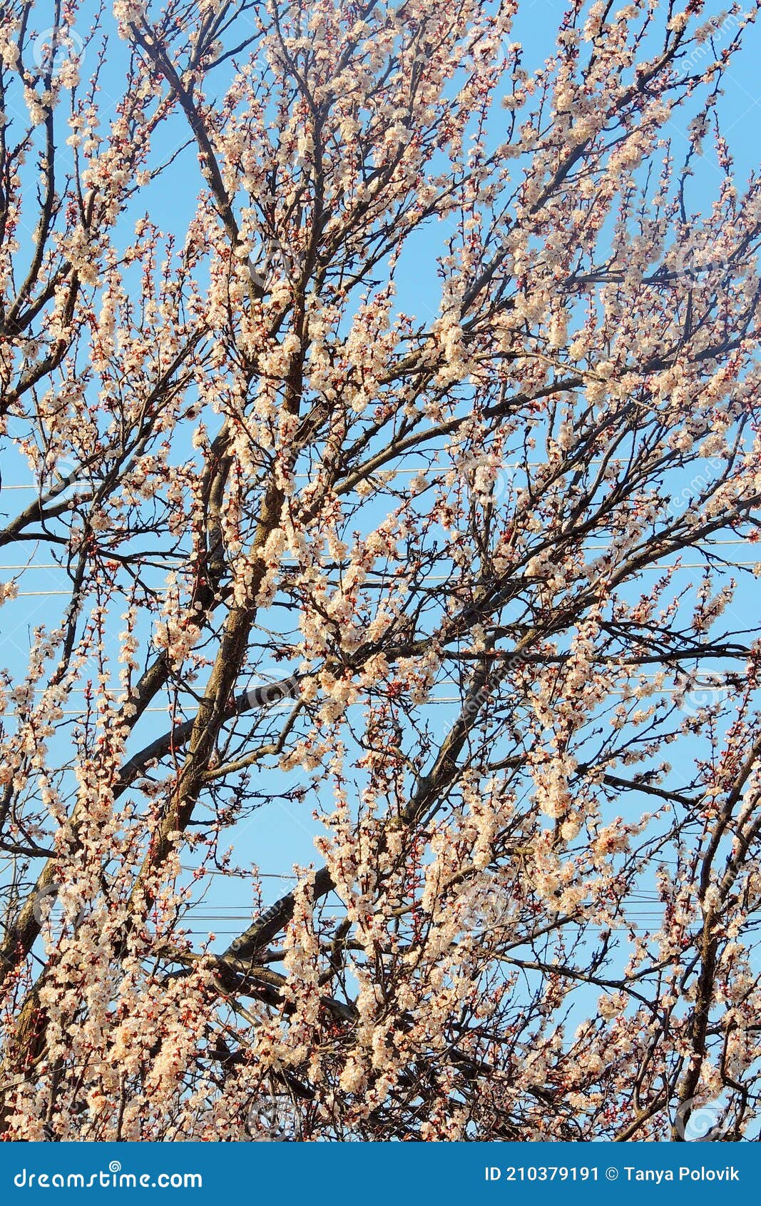 Cherry Blossoms, Spring Awakening Stock Image - Image of floral, close ...
