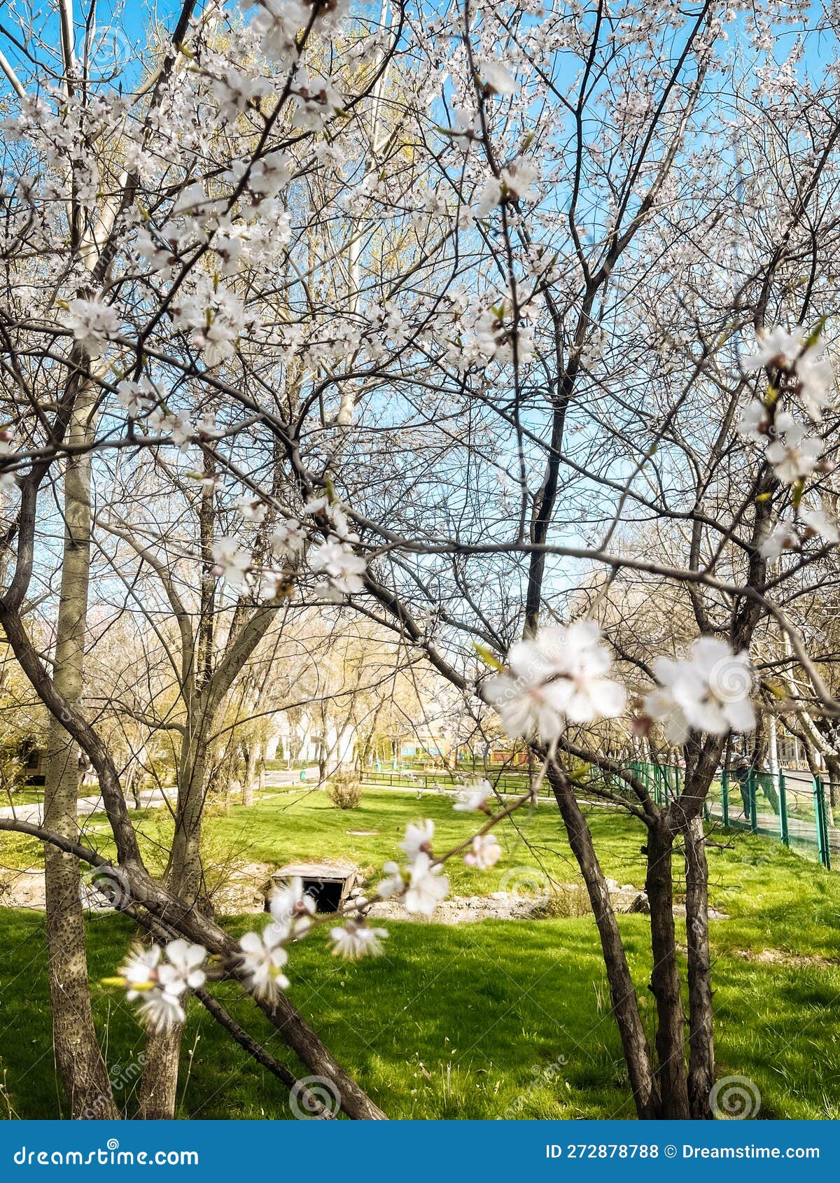 Cherry Blossoms in Spring in the Garden of Almaty Stock Photo - Image ...