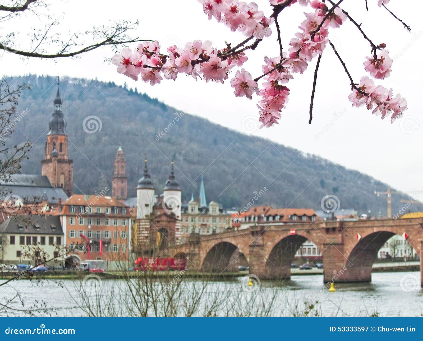 Cherry Blossoms in Spring in Heidelberg, Germany Stock Image - Image of ...