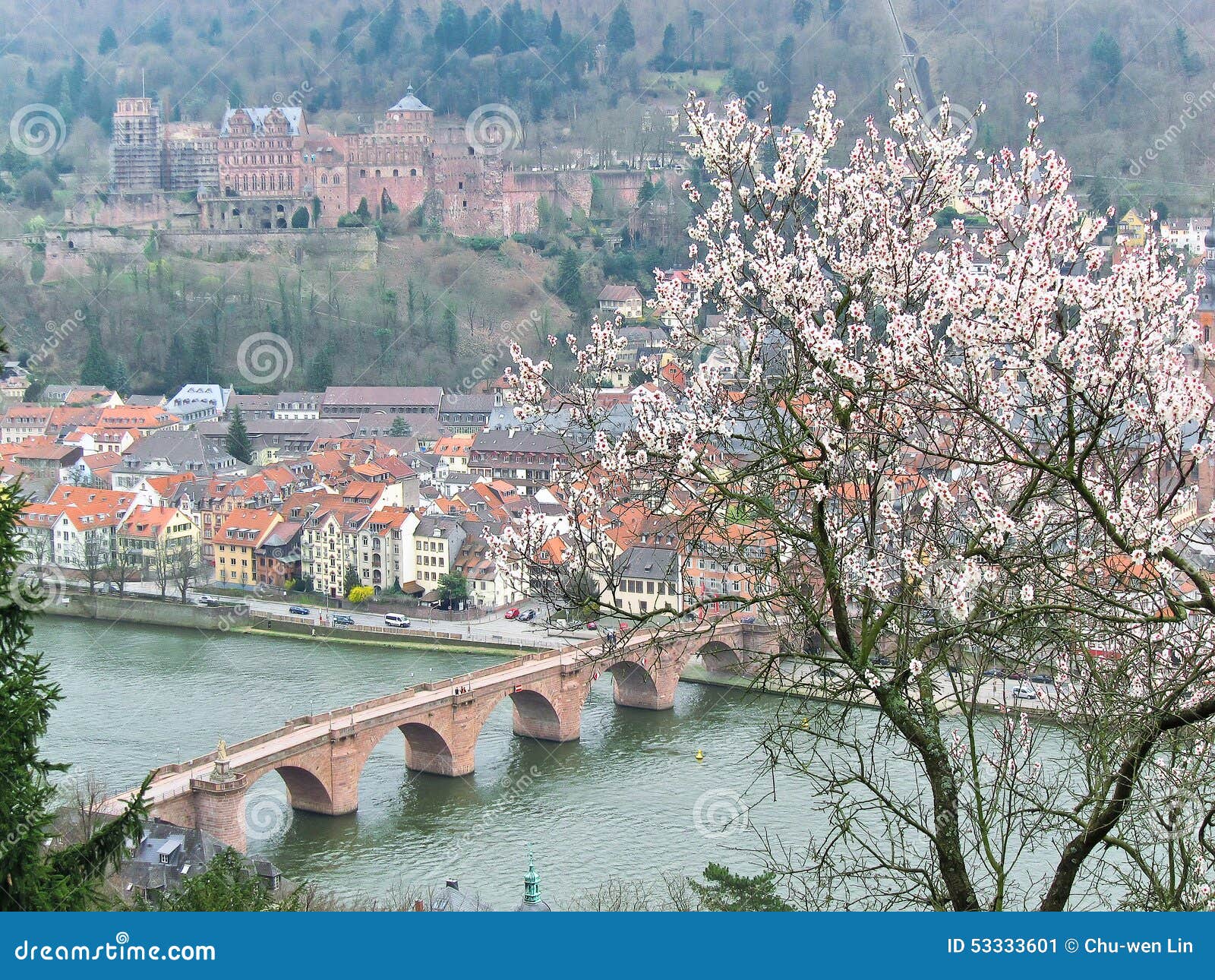 Cherry Blossoms in Spring in Heidelberg, Germany Stock Image - Image of ...