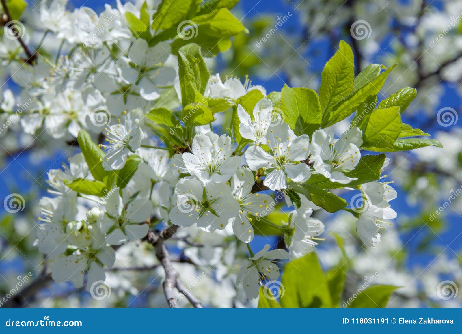 Cherry Blossoms in Spring in May Stock Image - Image of background ...