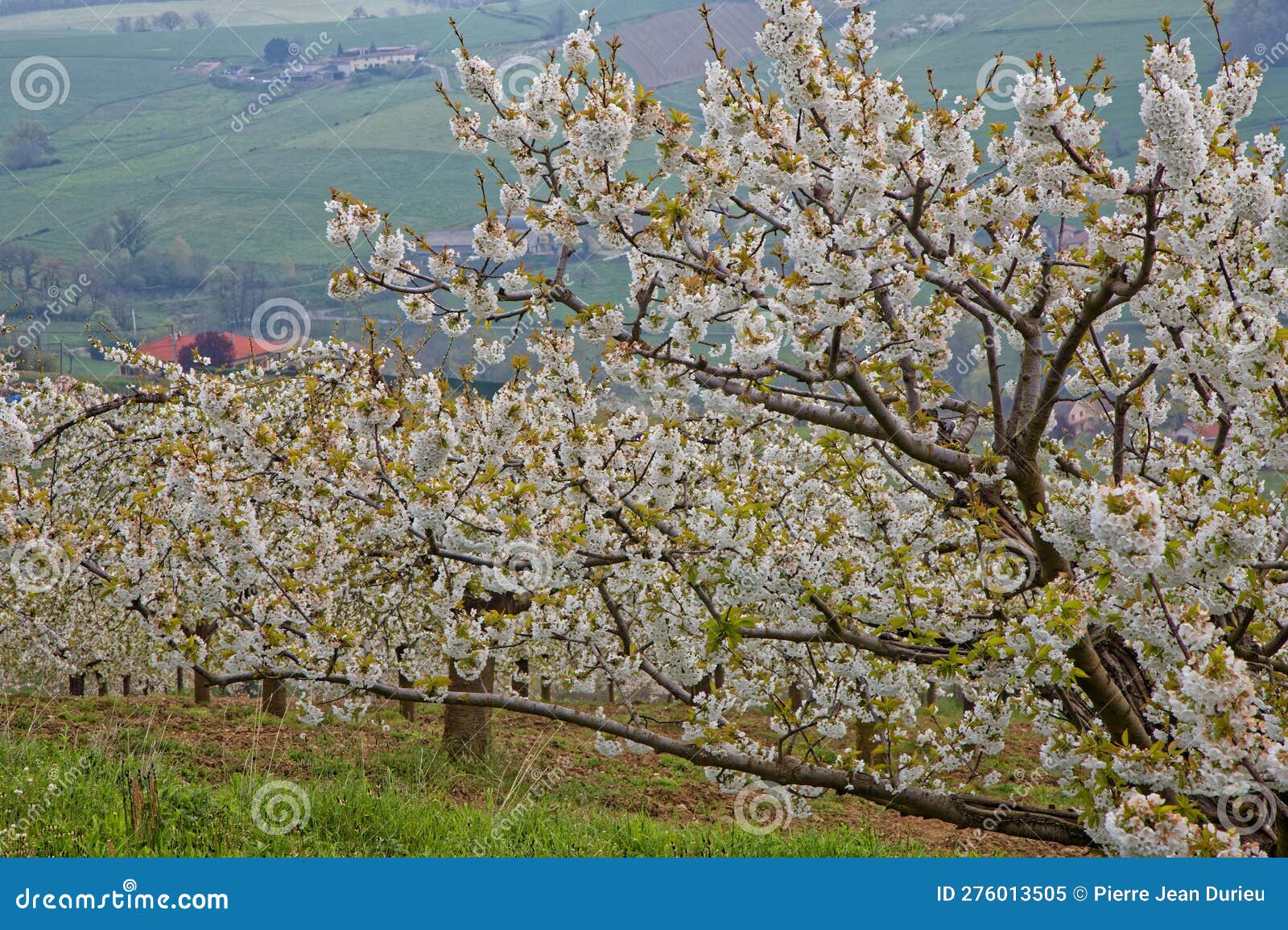 Branch of Cherry Blossoms in Spring in the Orchards of the Monts-du ...
